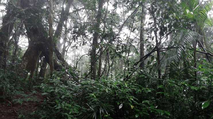 Mt. Irid – An Intense Day Hike (1,467+ MASL) – Highland Reflections ...