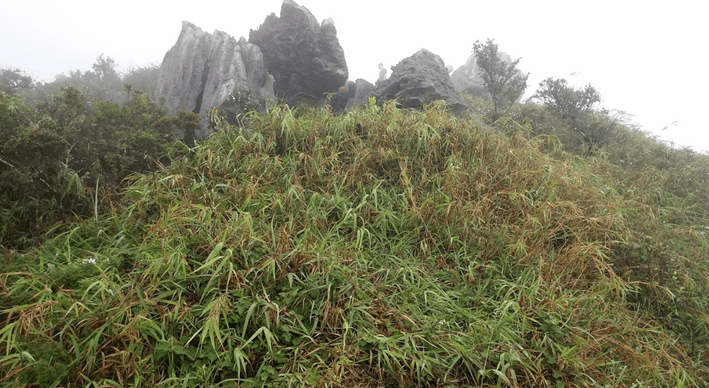 Mt. Irid – An Intense Day Hike (1,467+ MASL) – Highland Reflections ...