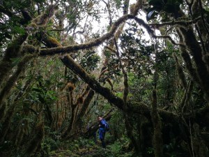 Mt. Napulauan, The Whitened Grand Mountain of Ifugao (2,642+ MASL ...