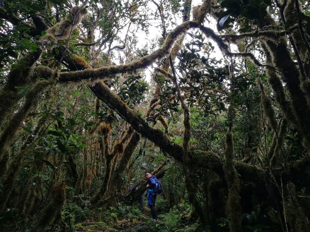 Mt. Napulauan, The Whitened Grand Mountain of Ifugao (2,642+ MASL ...