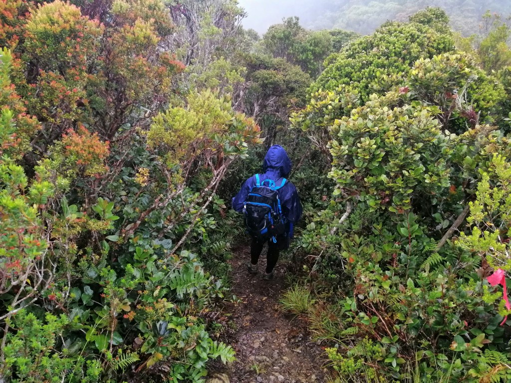 Mt. Napulauan, The Whitened Grand Mountain of Ifugao (2,642+ MASL ...