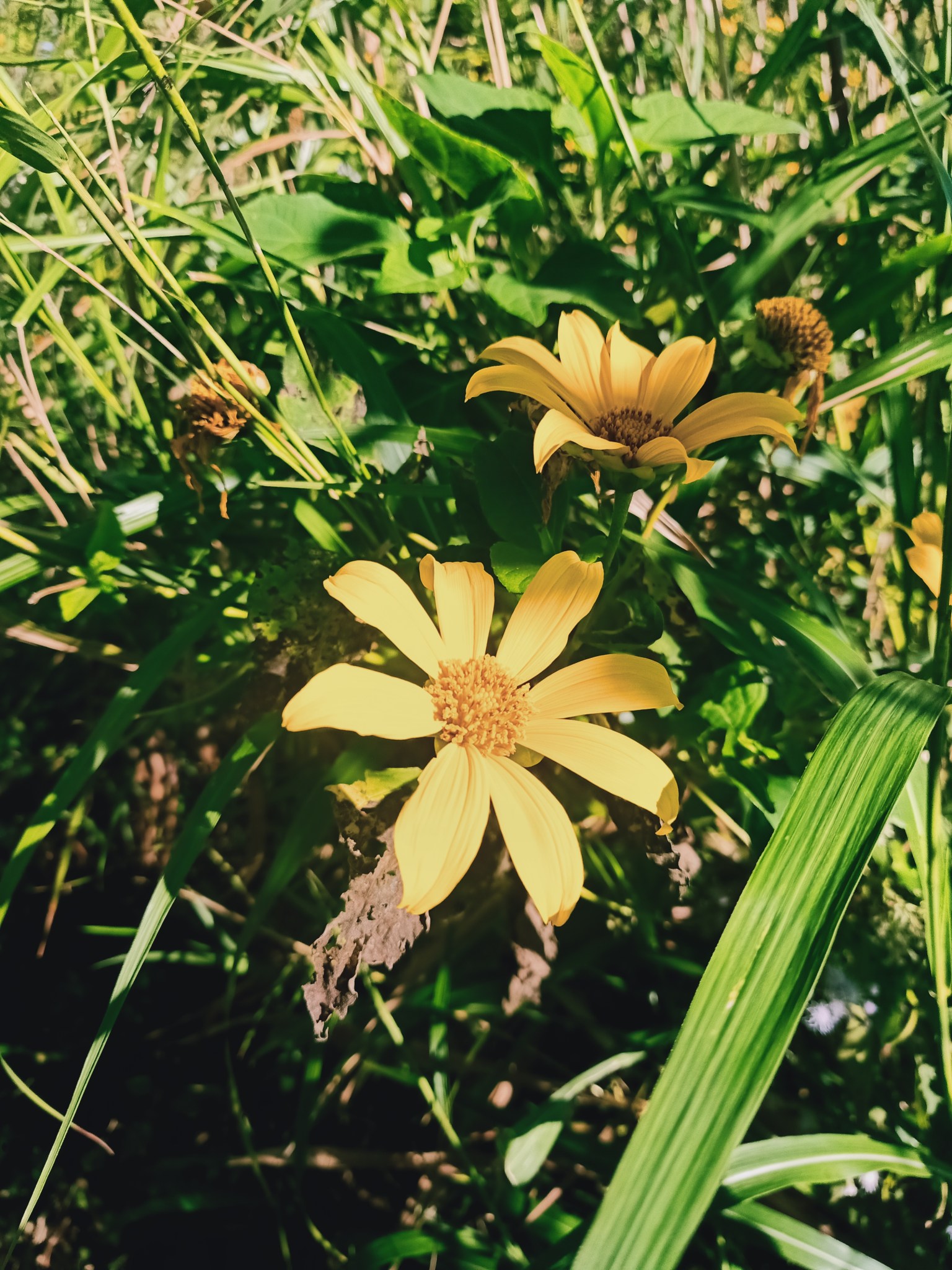 Mt. 387 (724+ MASL) Traverse to Aloha Falls – Highland Reflections ...