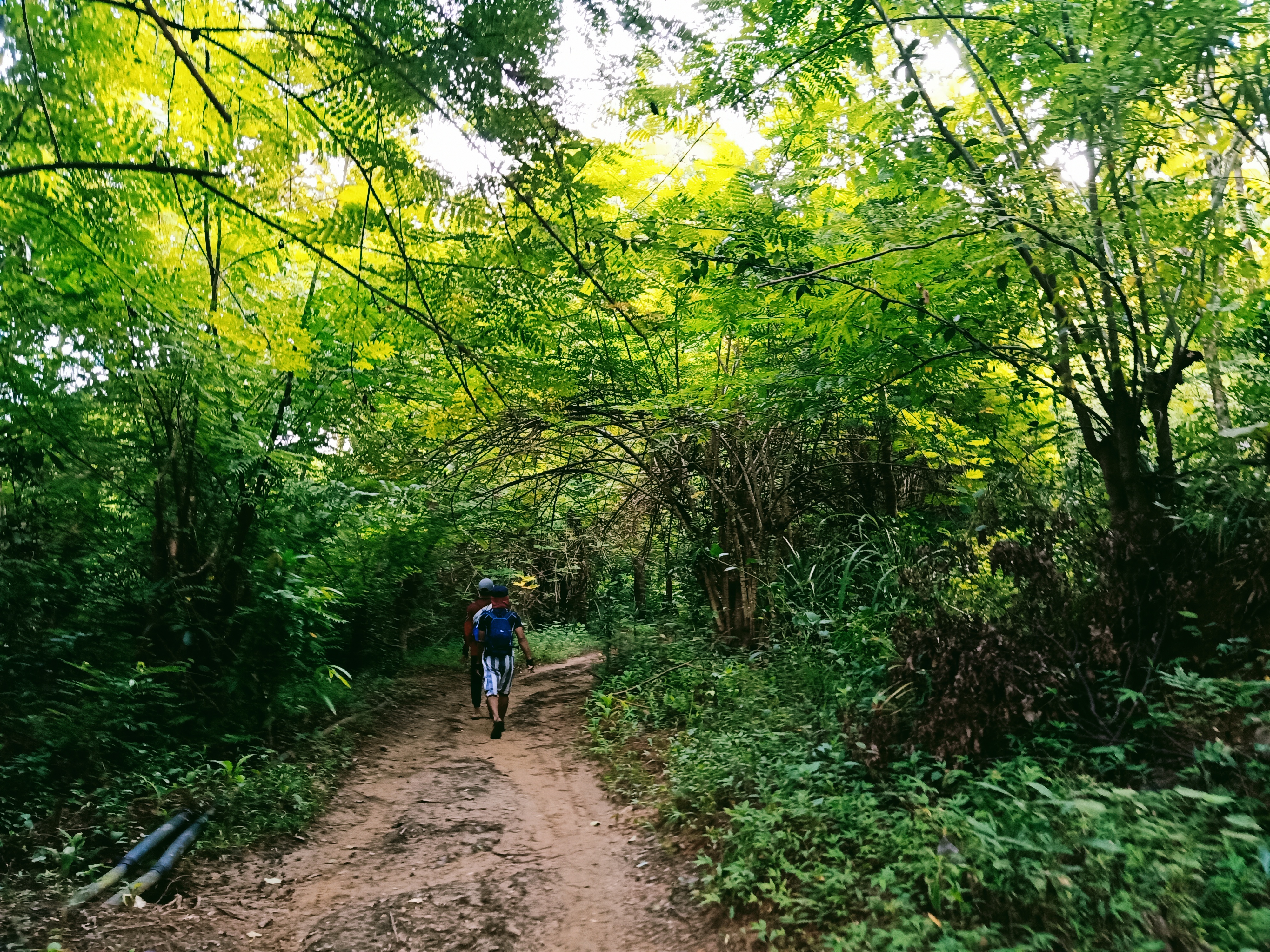 Mt. Kasahingan Loop Trail – Highland Reflections: Kaisipan, Karanasan ...