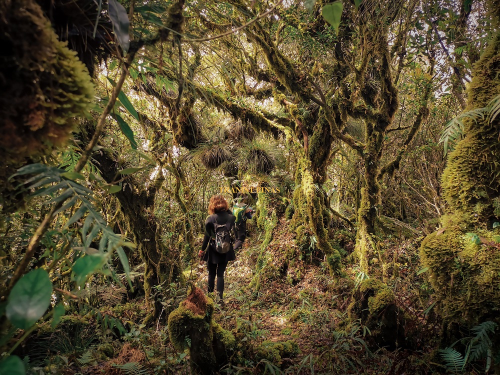 Mt. Pulag via Tawangan Trail | The Bloody Playground of the Gods – Highland Reflections ...