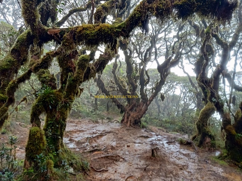 Mt. Madjaas (2,117+ MASL) | Into the Mystical Domain of the Visayan ...