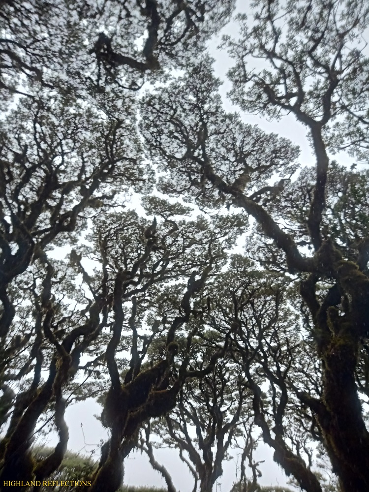 Mt. Madjaas (2,117+ MASL) | Into the Mystical Domain of the Visayan ...