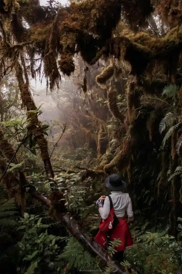 Mt. Madjaas (2,117+ MASL) | Into the Mystical Domain of the Visayan ...