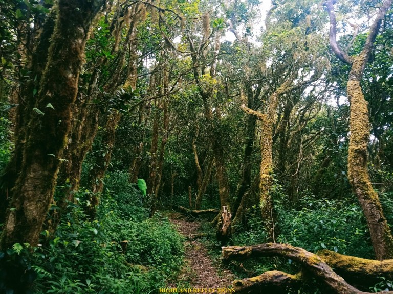 Mt. Pulag via Akiki Trail | The Killer Playground of the Gods ...