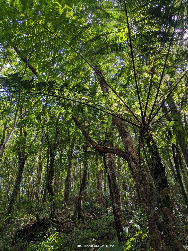 Mt. Mandalagan | Visiting the Tranquil Tinagong Dagat – Highland ...
