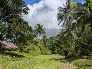 Mt. Labo (1,544+ MASL) | Into the Jungle of Camarines Norte – Highland ...