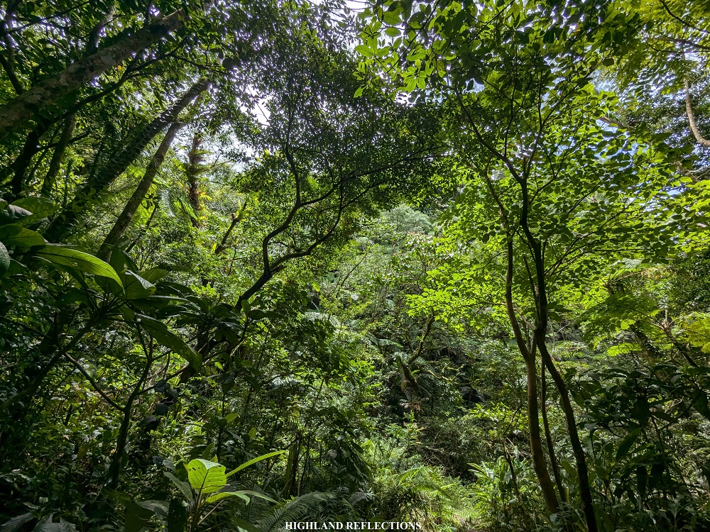 Mt. Labo (1,544+ MASL) | Into the Jungle of Camarines Norte – Highland ...