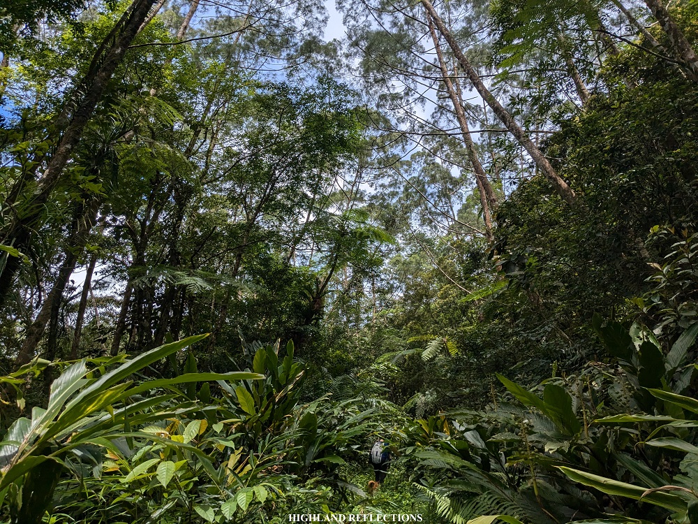 Mt. Labo (1,544+ MASL) | Into the Jungle of Camarines Norte – Highland ...