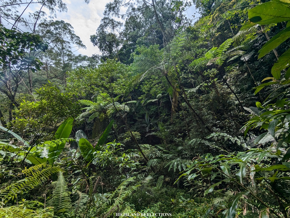 Mt. Labo (1,544+ MASL) | Into the Jungle of Camarines Norte – Highland ...