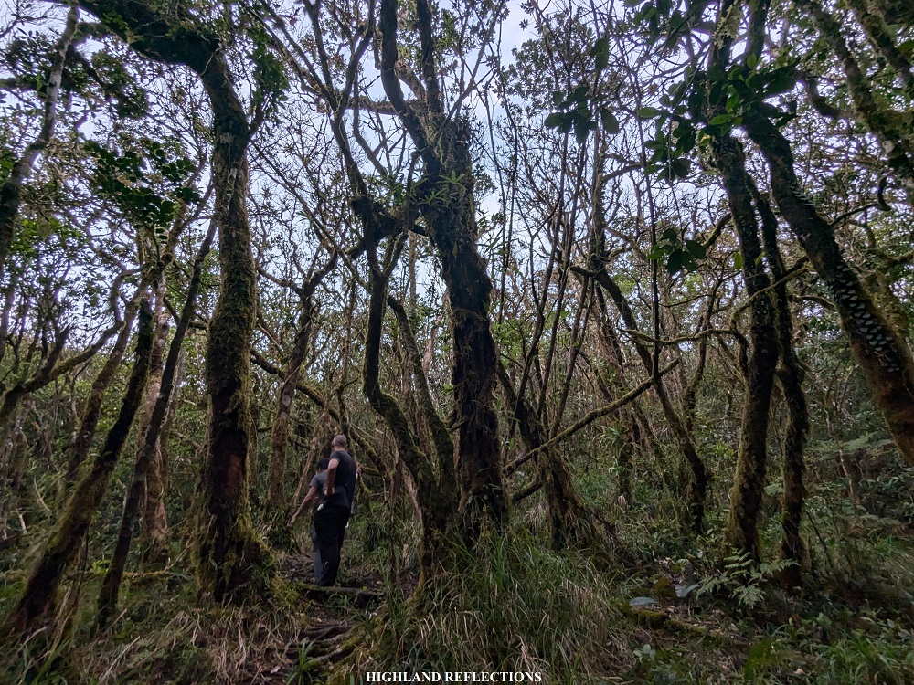 Mt. Labo (1,544+ MASL) | Into the Jungle of Camarines Norte – Highland ...