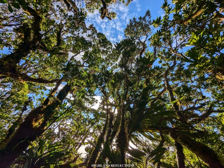 Mt. Labo (1,544+ MASL) | Into the Jungle of Camarines Norte – Highland ...
