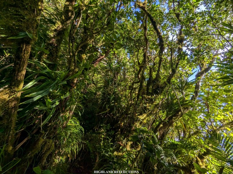 Mt. Labo (1,544+ MASL) | Into the Jungle of Camarines Norte – Highland ...