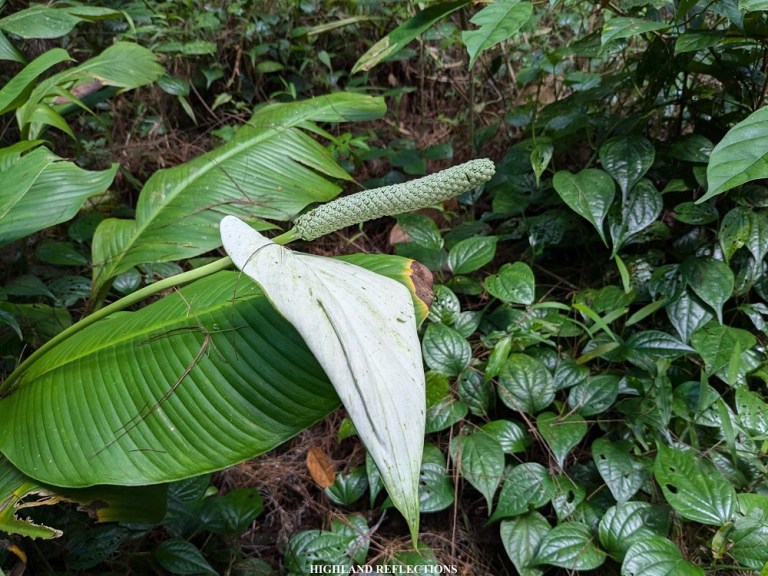 Mt. Labo (1,544+ MASL) | Into the Jungle of Camarines Norte – Highland ...