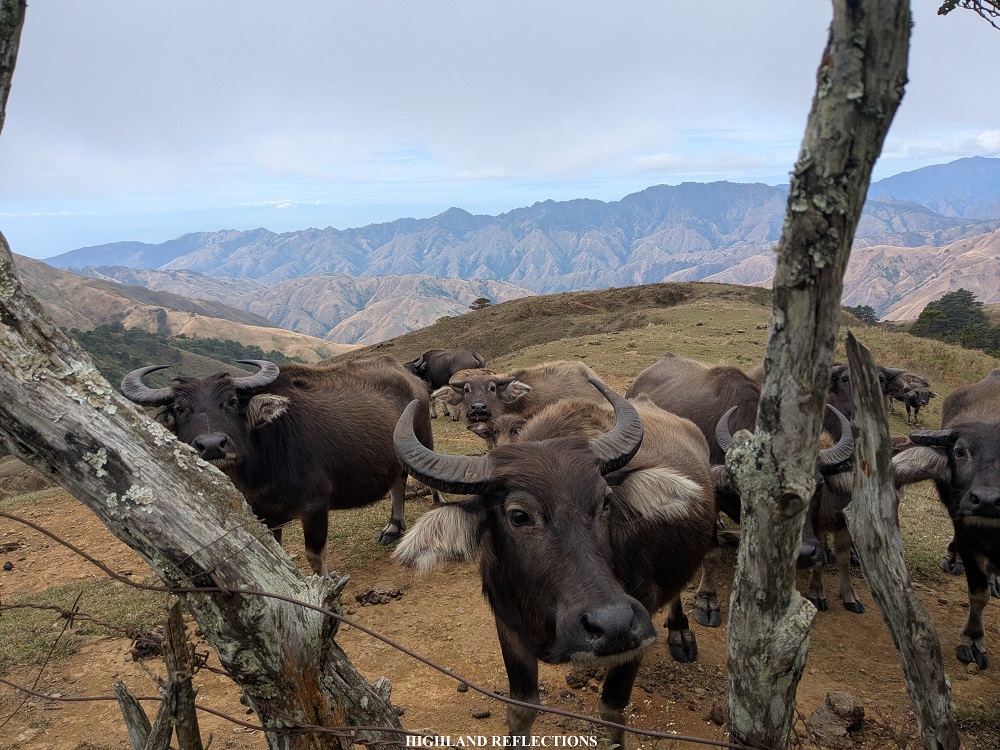 Hiking Mt. Tugew and the Peaks of Alang Salacsac in Kayapa, Nueva ...