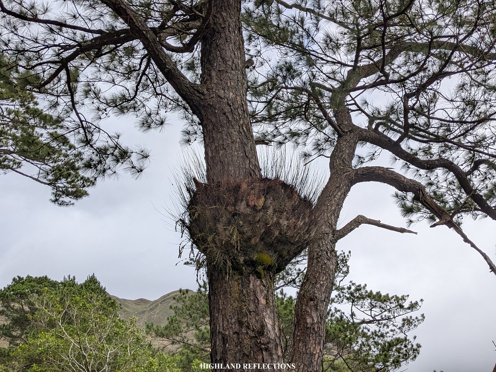 Hiking Mt. Tugew and the Peaks of Alang Salacsac in Kayapa, Nueva ...