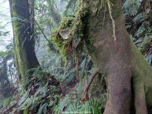 Mt. Matutum (2,286+ MASL) | South Cotabato’s Iconic Mountain – Highland ...
