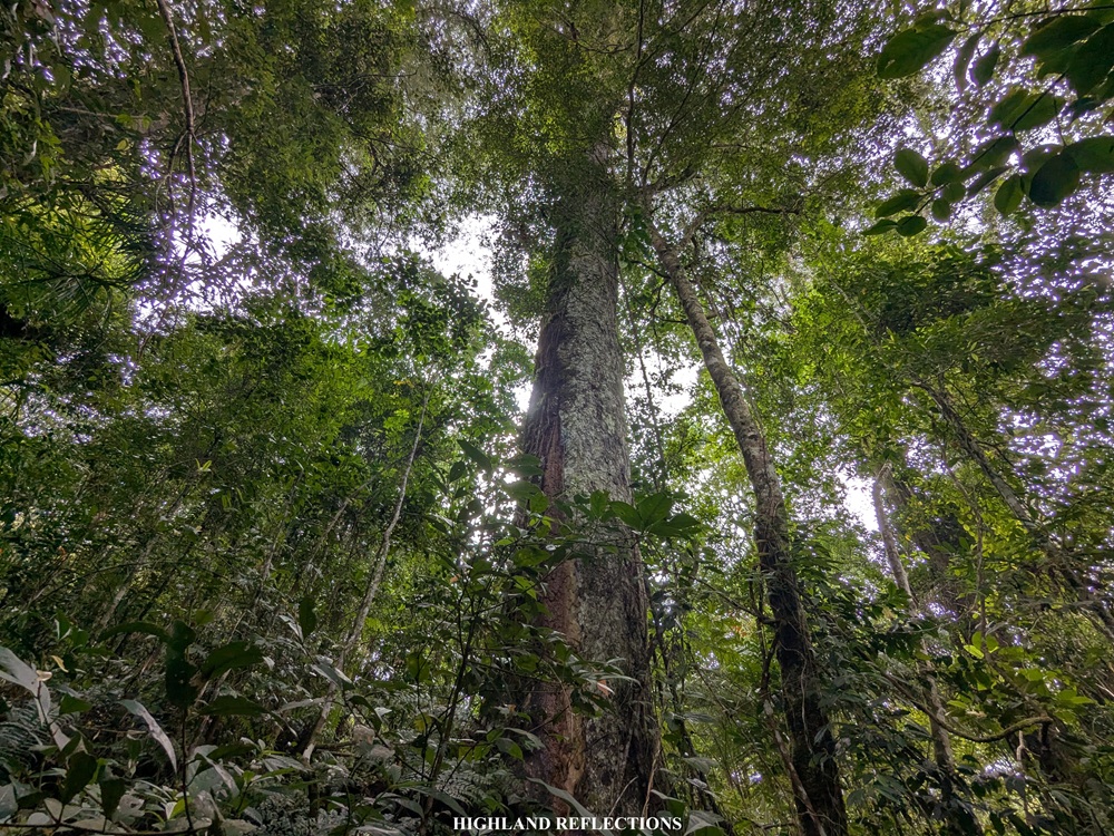 Mt. Matutum (2,286+ MASL) | South Cotabato’s Iconic Mountain – Highland ...